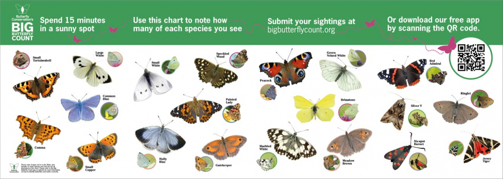 Little Citizen Scientists Needed for the Big Butterfly Count 2025